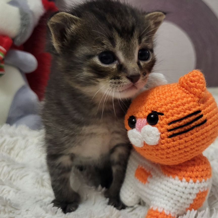 Котёнок в добрые руки