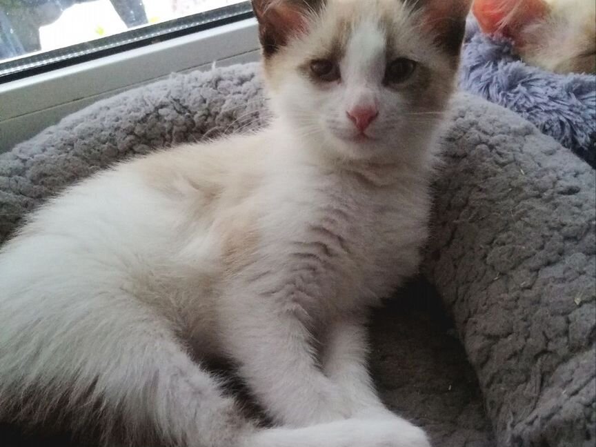 Котенок