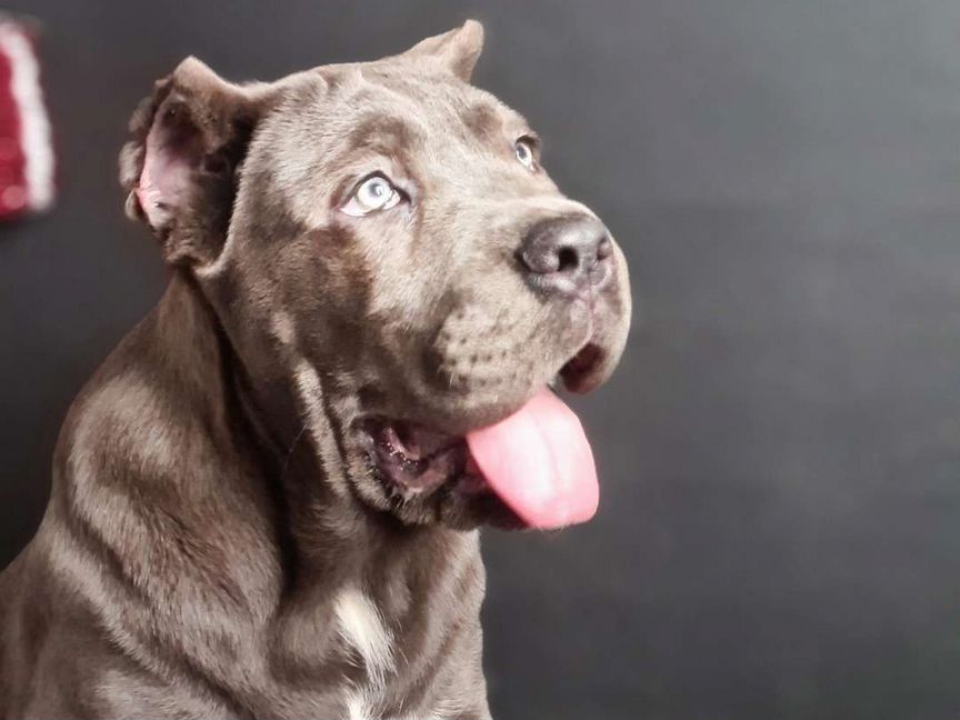 Детки Кане Корсо