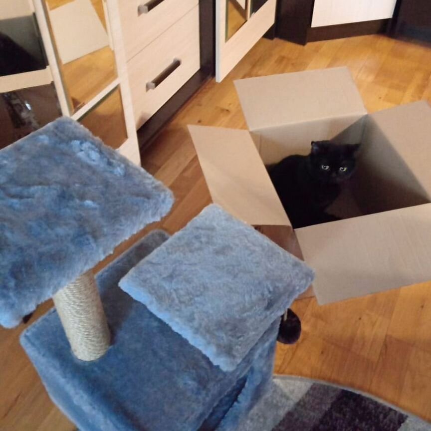 Кошка Алиса британка