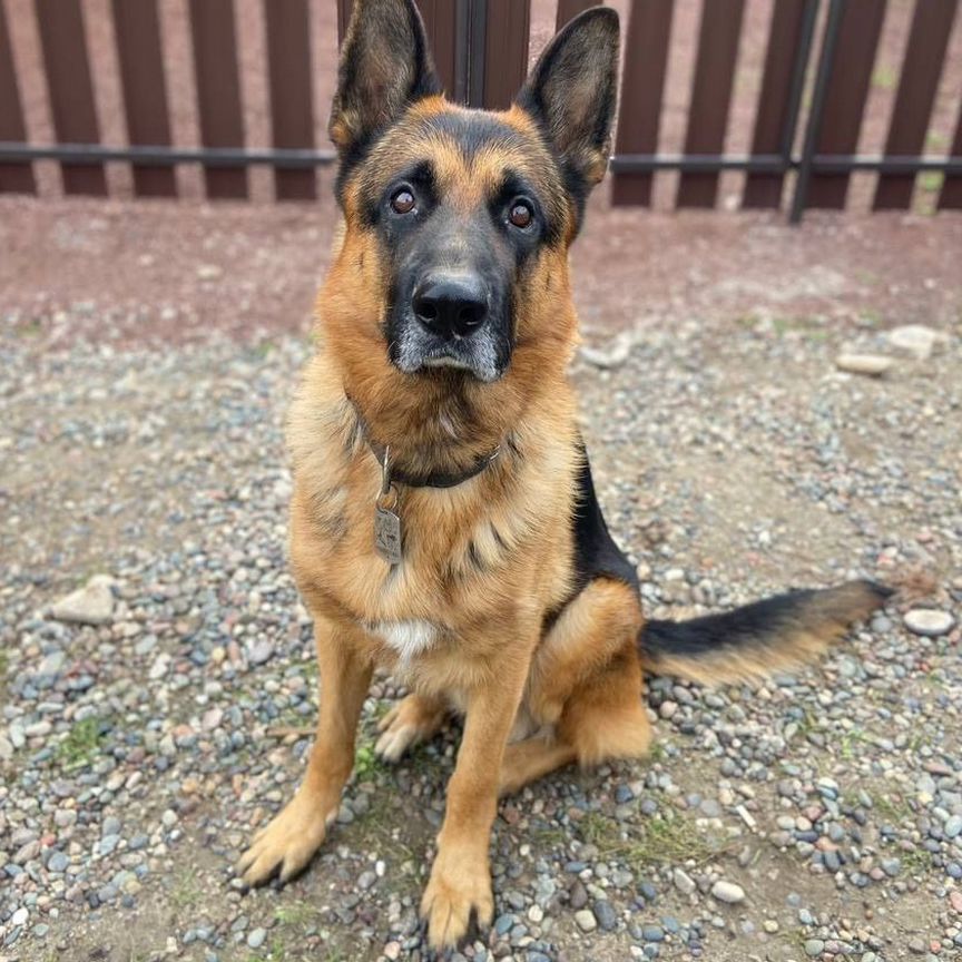 Немецкая овчарка, взрослая собака