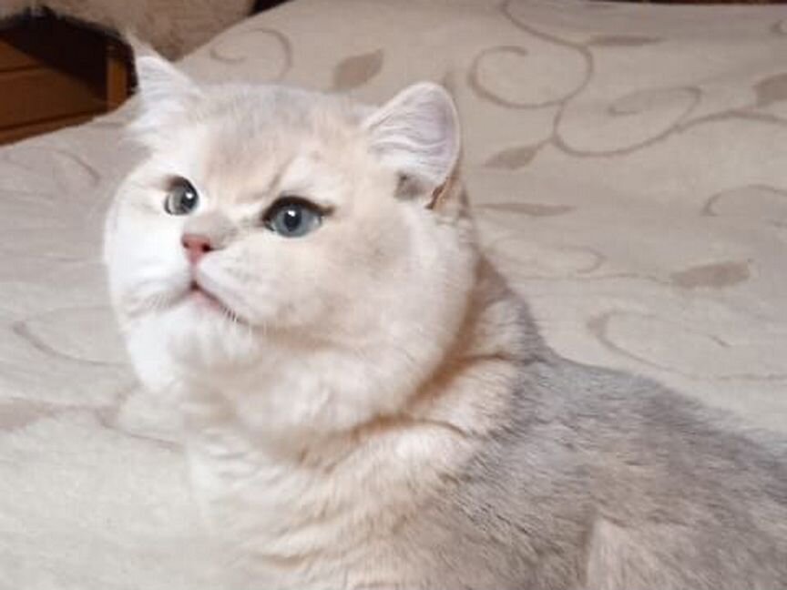 Британская короткошерстная шиншилла