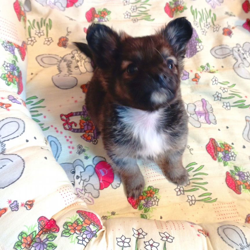 Маленькая собачка