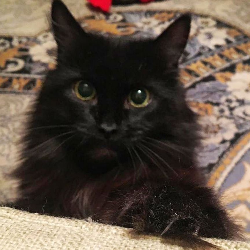Котик в добрые руки