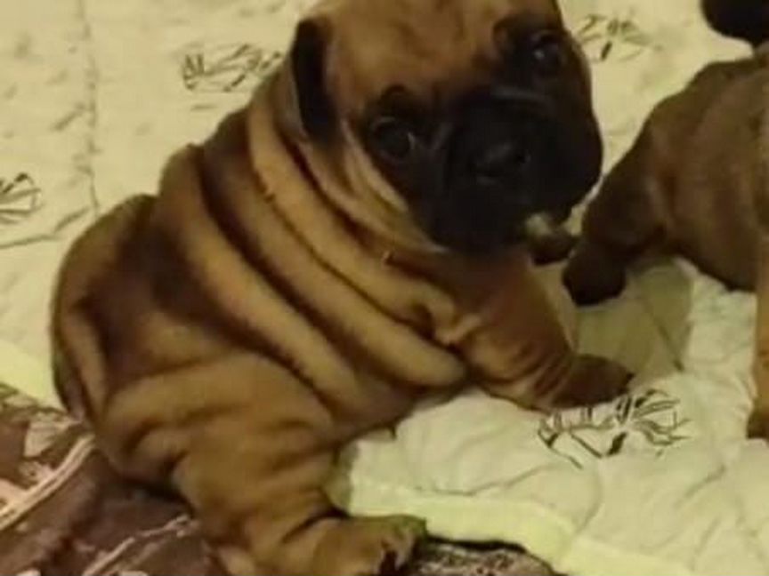 Толстопопик