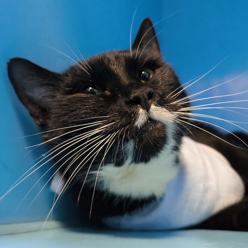 Взрослая кошка в добрые руки