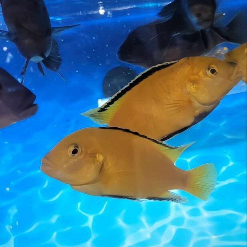 Цихлиды елоу