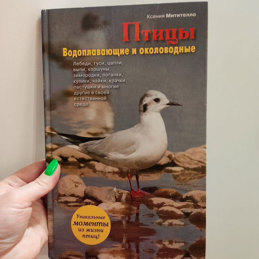 Птицы водоплавающие и околоводные. К. Митителло