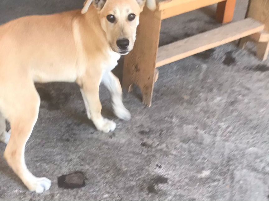 В добрые руки