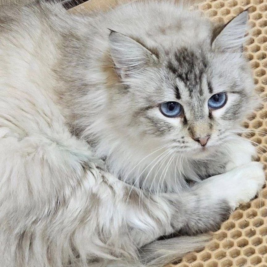 Кошка похожа на Невскую маскарадную