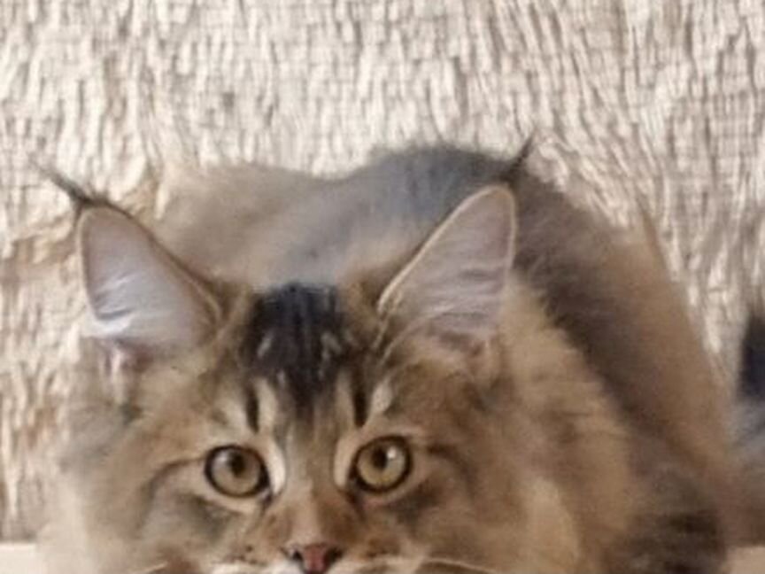 Сомалийский кун