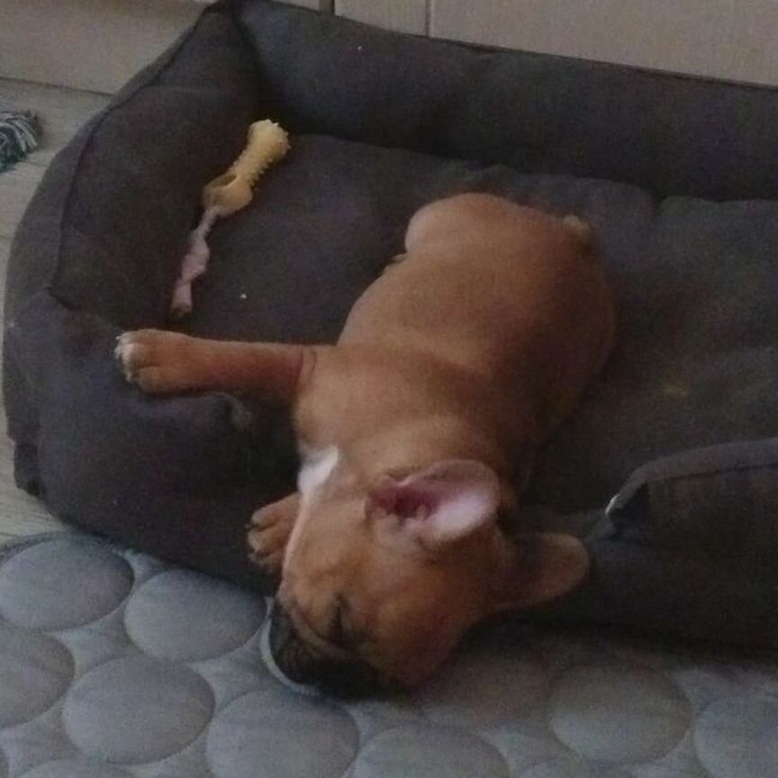 Французский бульдог, щенок