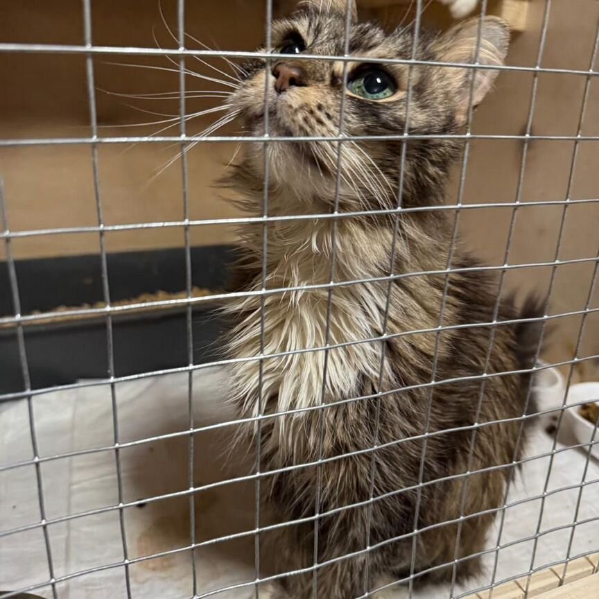 Кошка из приюта