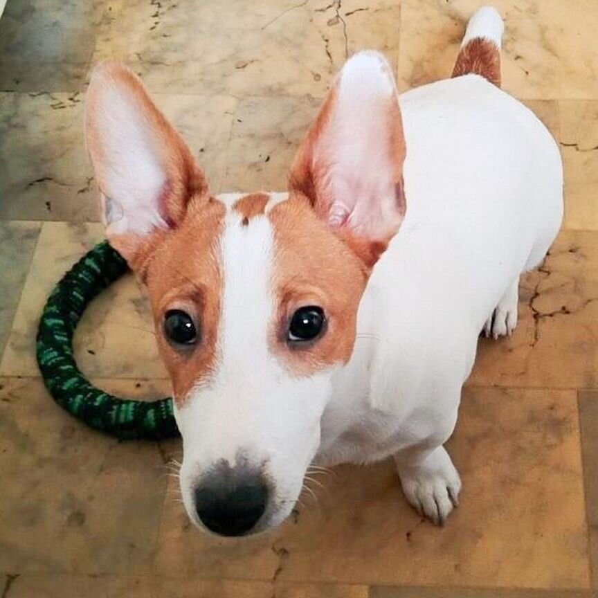 Отдам в добрые руки