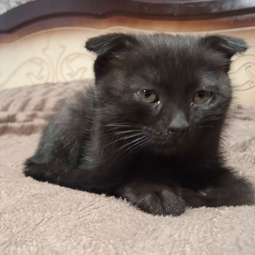 Шотландский вислоухий короткошёрстный котёнок
