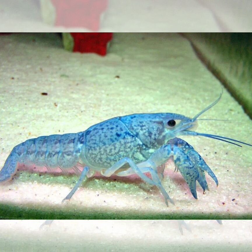 Флоридский рак синий