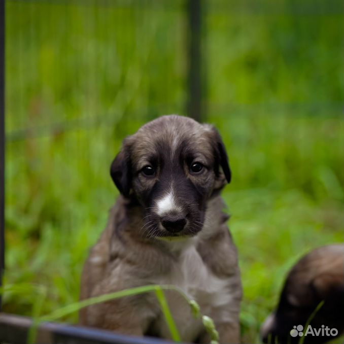 Девочка русской борзой