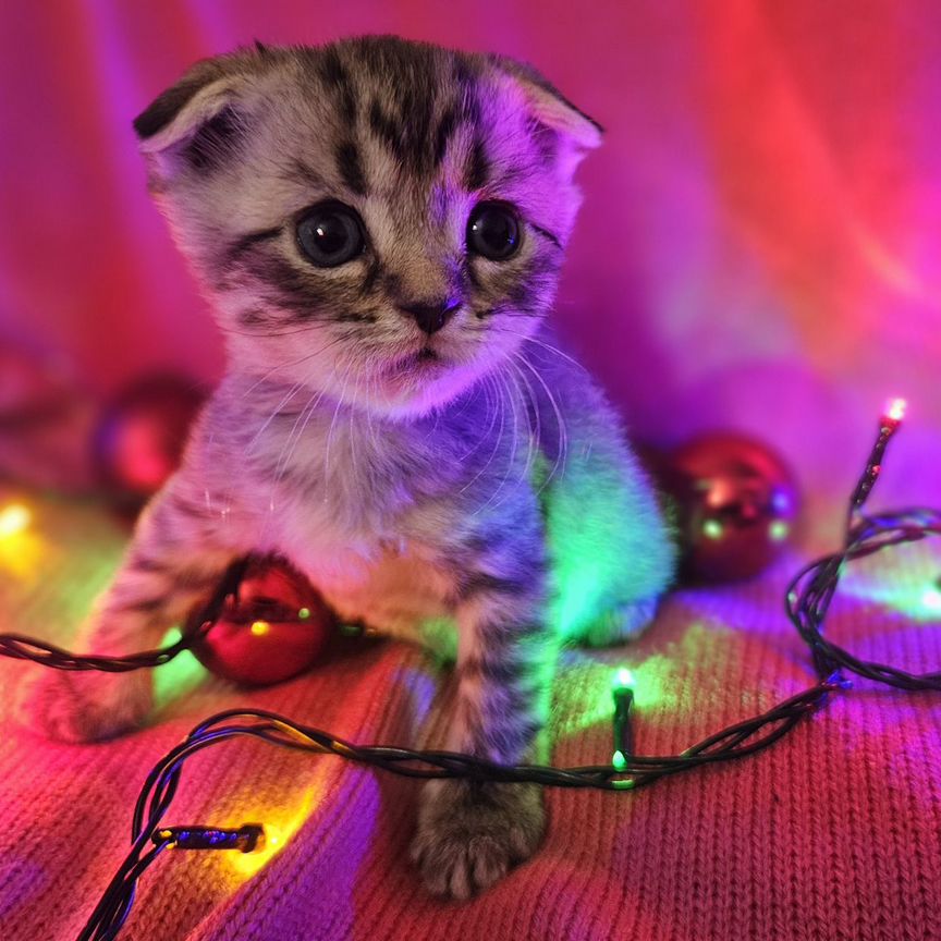 Шотландский вислоухий короткошёрстный котёнок
