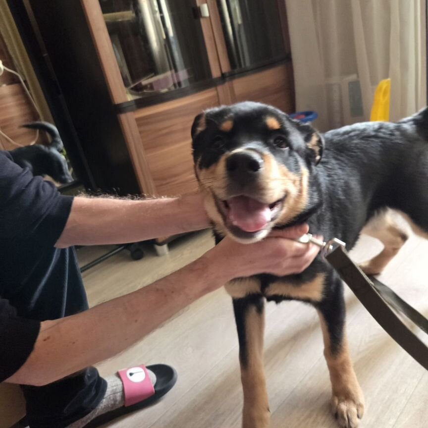 Щенок в добрые руки