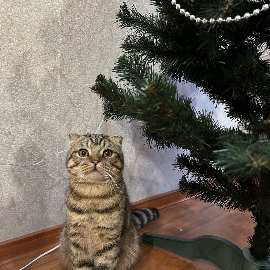 Шотландский вислоухий кот вязка