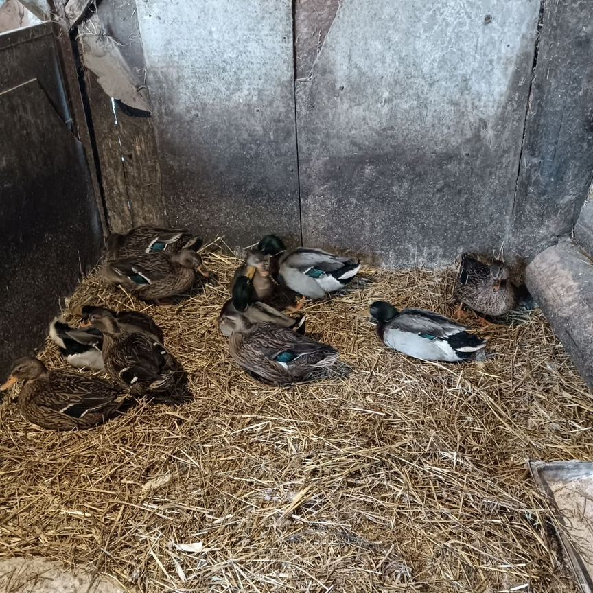 Продам подсадных рабочих уток