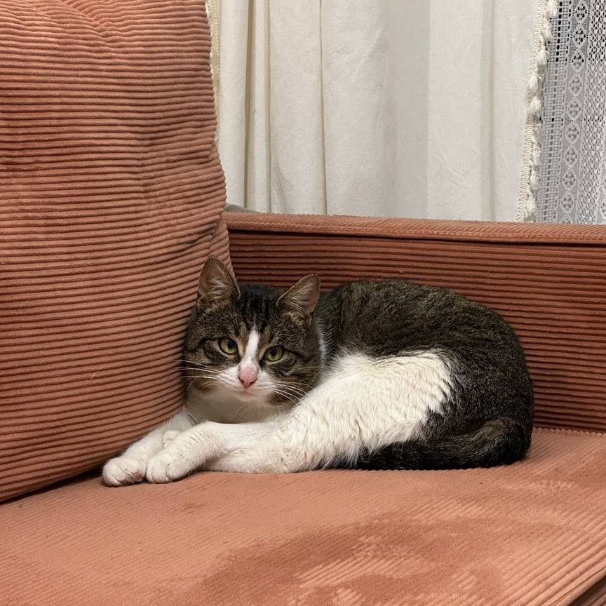 Взрослый кот в добрые руки