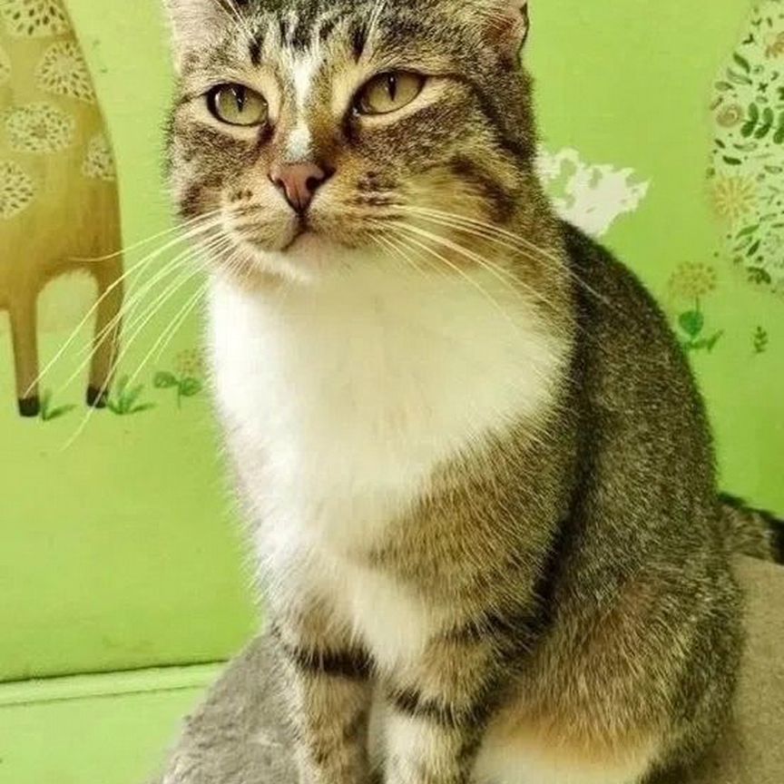 Взрослый кот в добрые руки