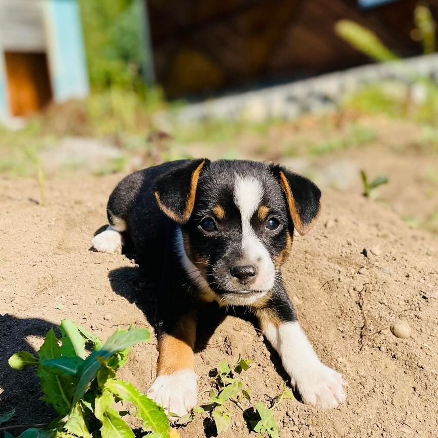 Продам щенят