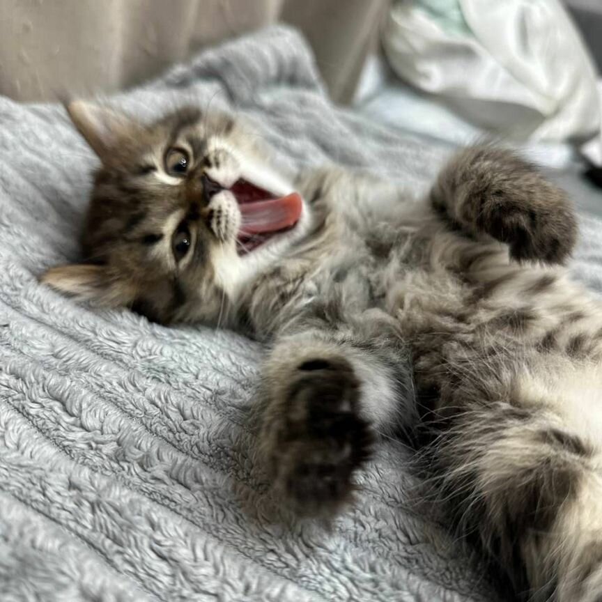 Британские котята