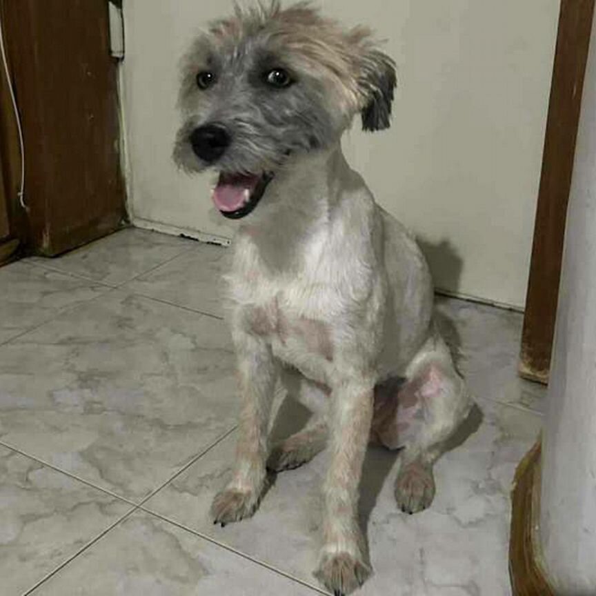 Собака йорк в добрые руки