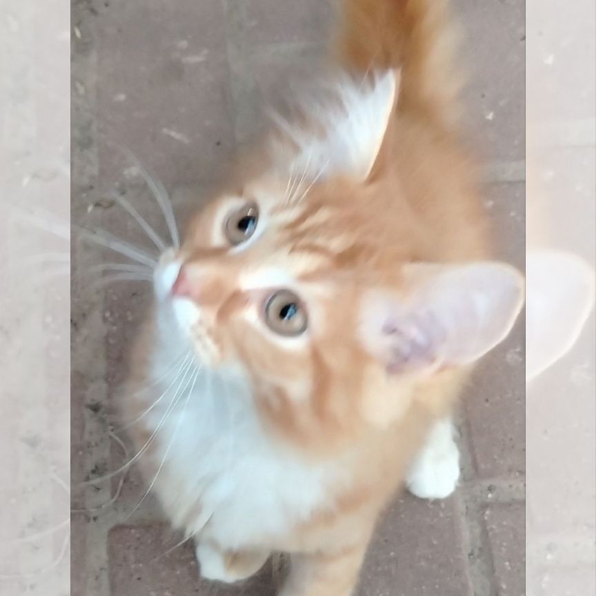 Котёнок в добрые руки