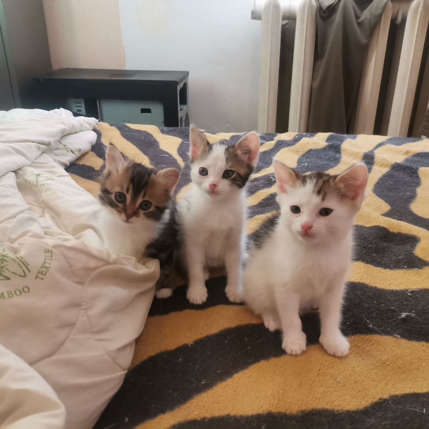 Котятки в добрые руки бесплатно
