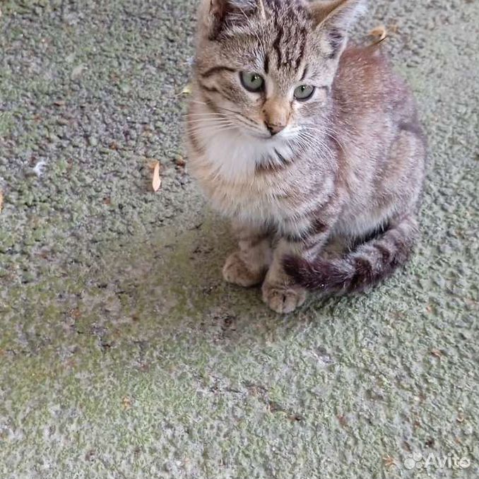 Симпатяга котёнок