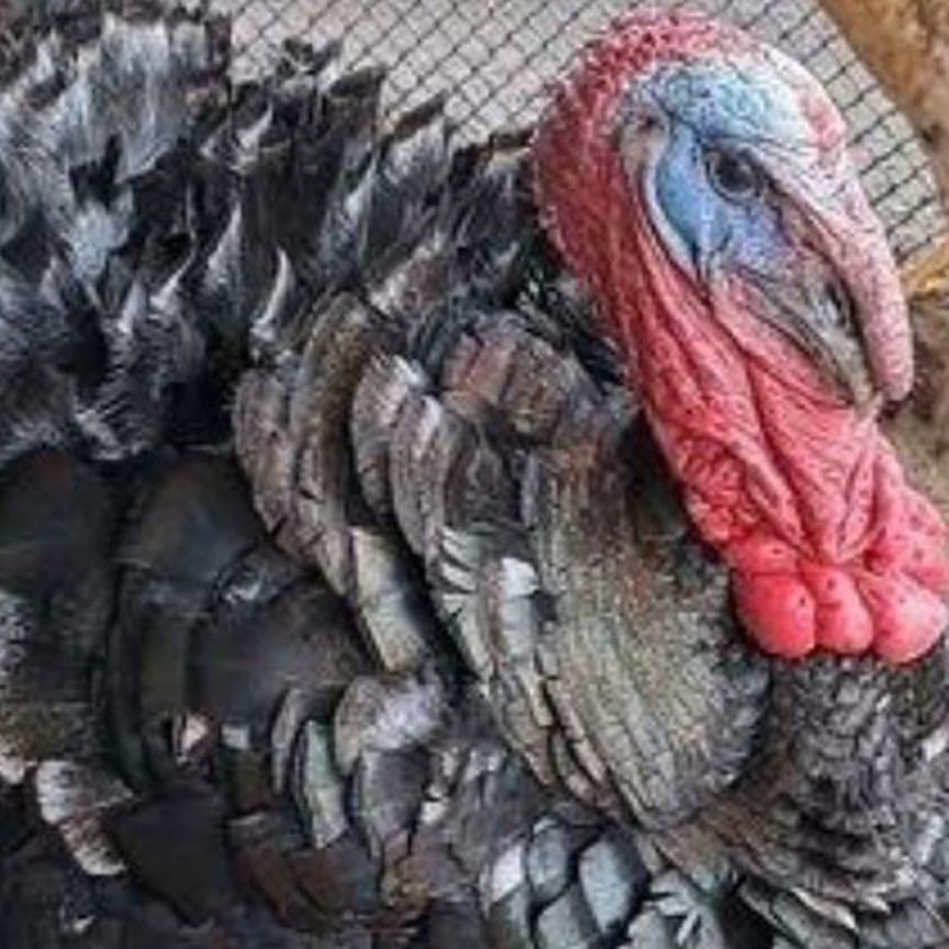 Индюки домашние живым весом