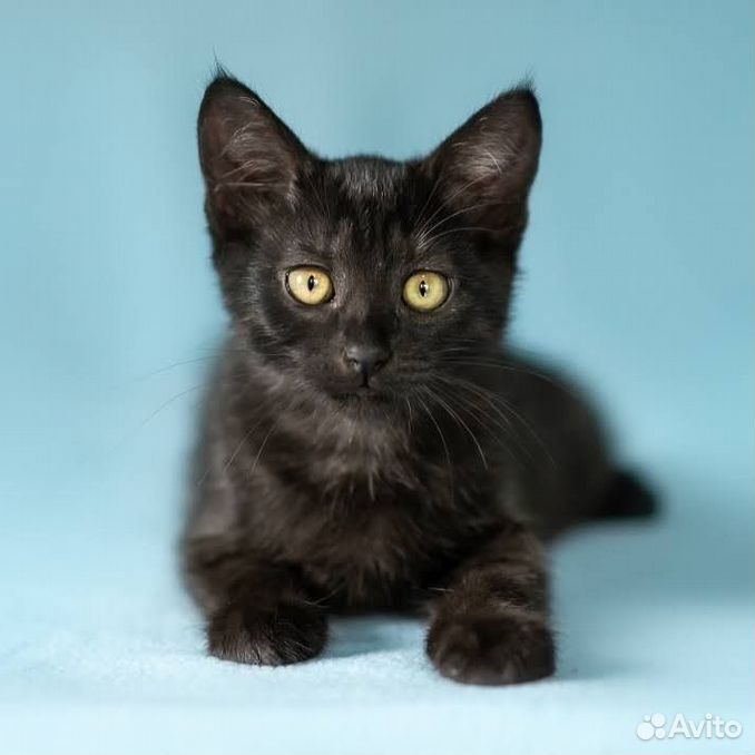 Котенок 3,5 мес, в добрые руки