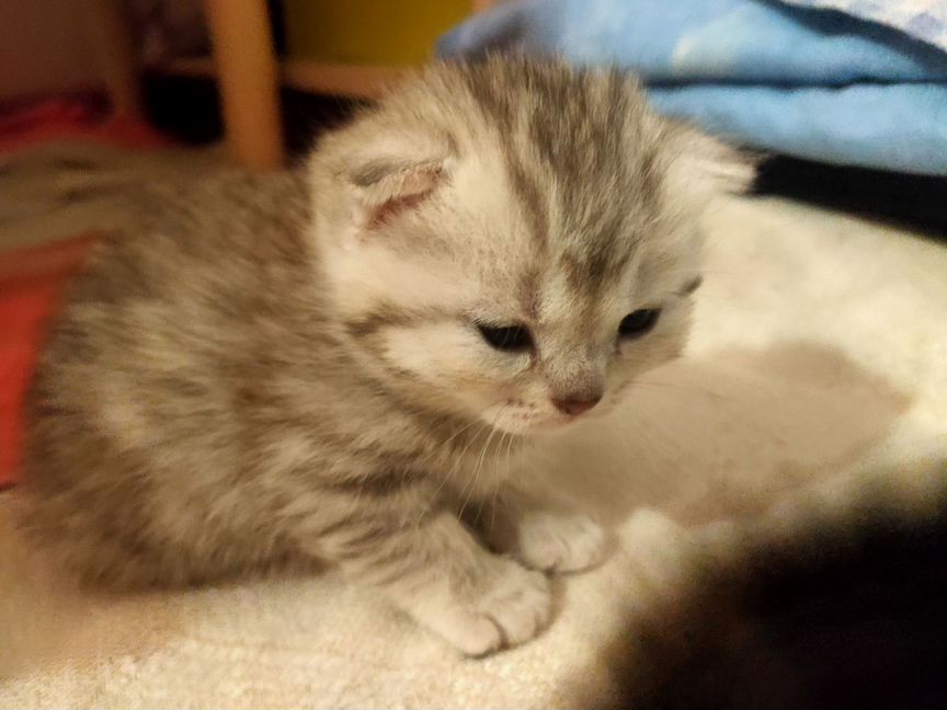 Котята Шотландские бронирование