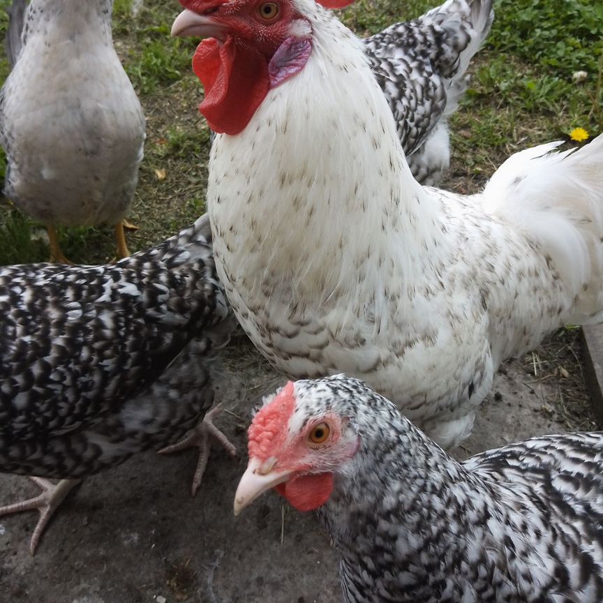 Куры несушки Пушкинские