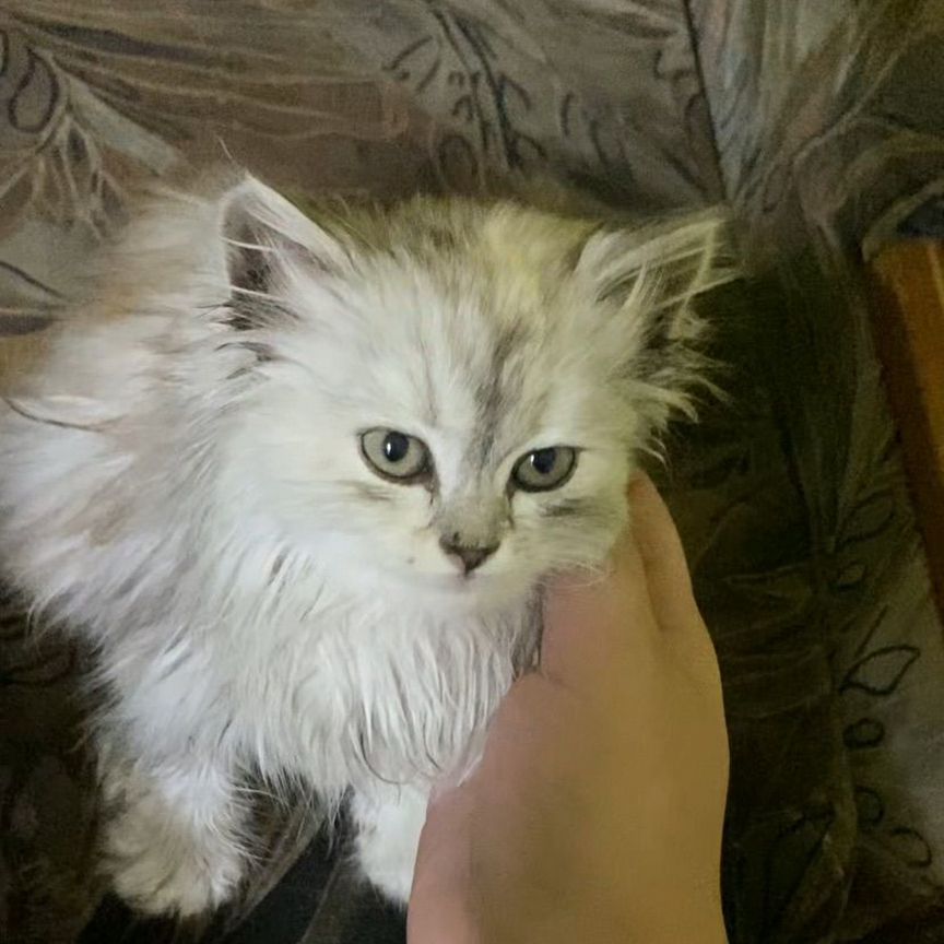 Ласковый котенок, красивая и спокойная