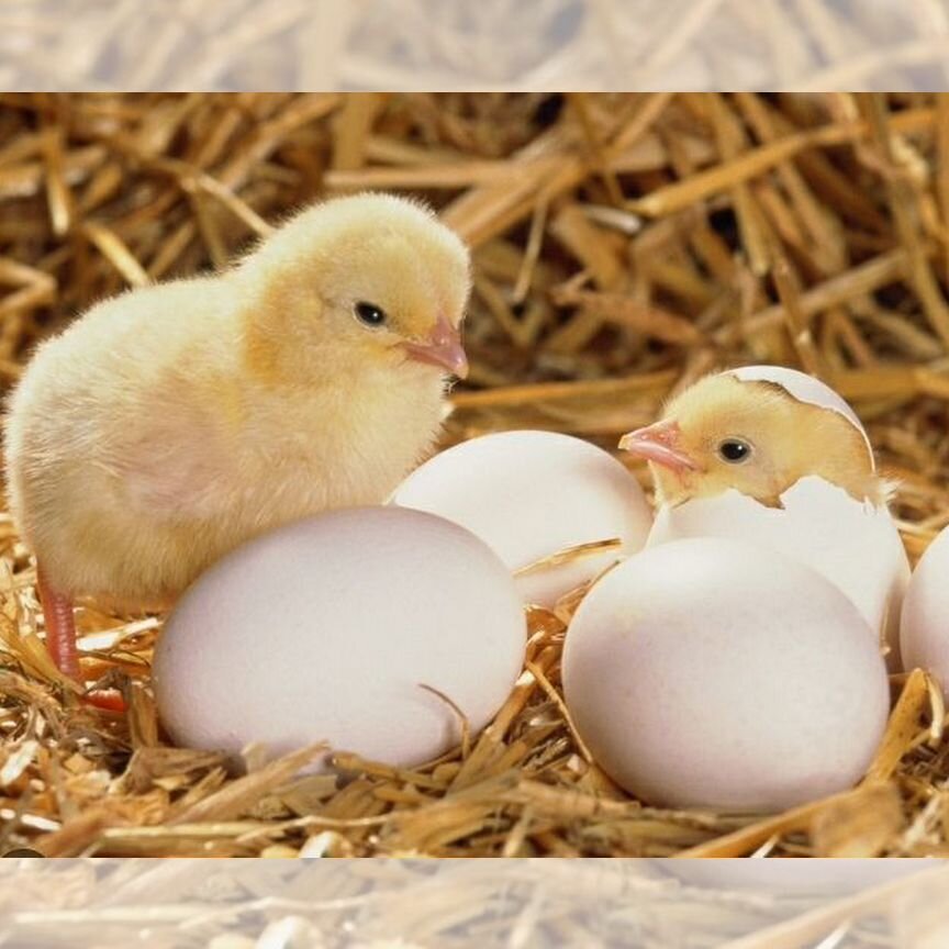 Бройлер - инкубационное яйцо