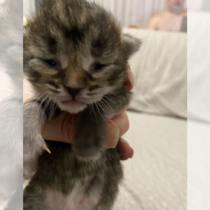 Котёнок от частного владельца