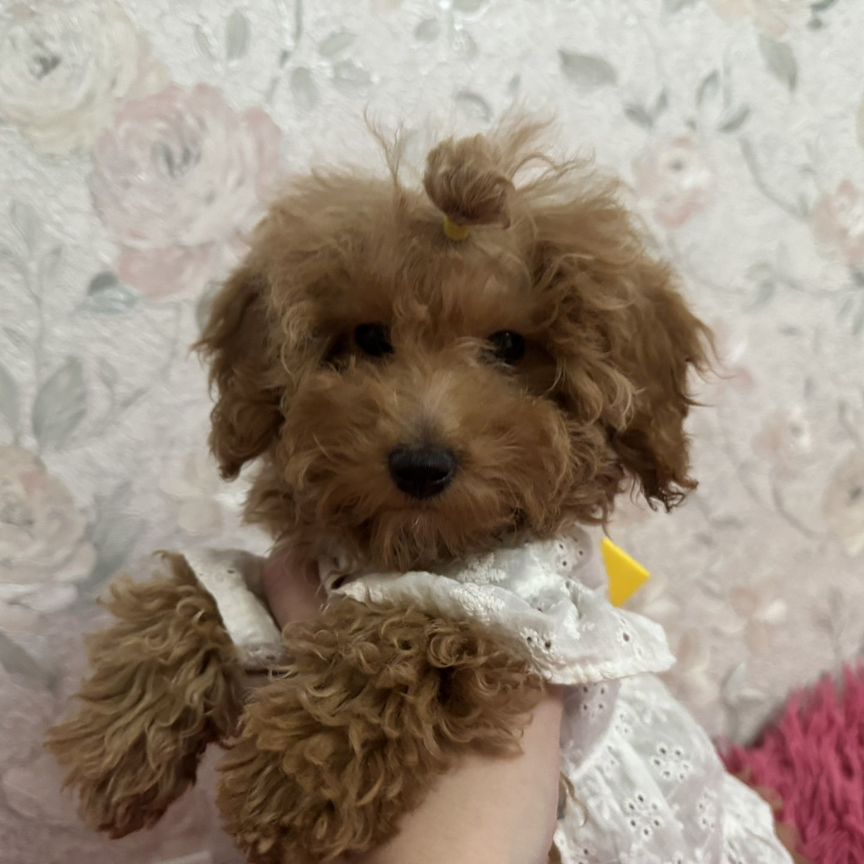 Той-пудель мини девочка РКФ