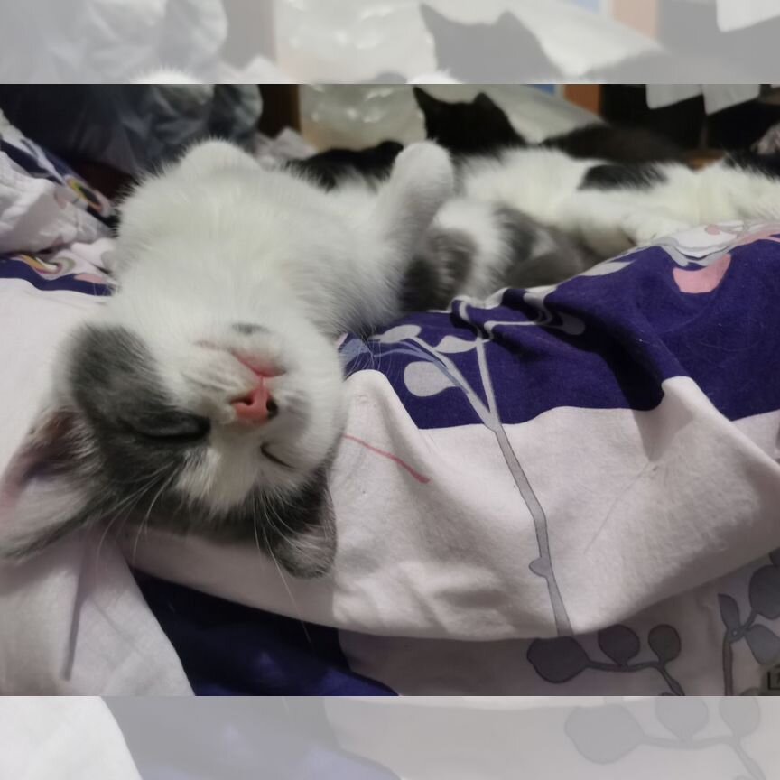 Котёнок в добрые руки