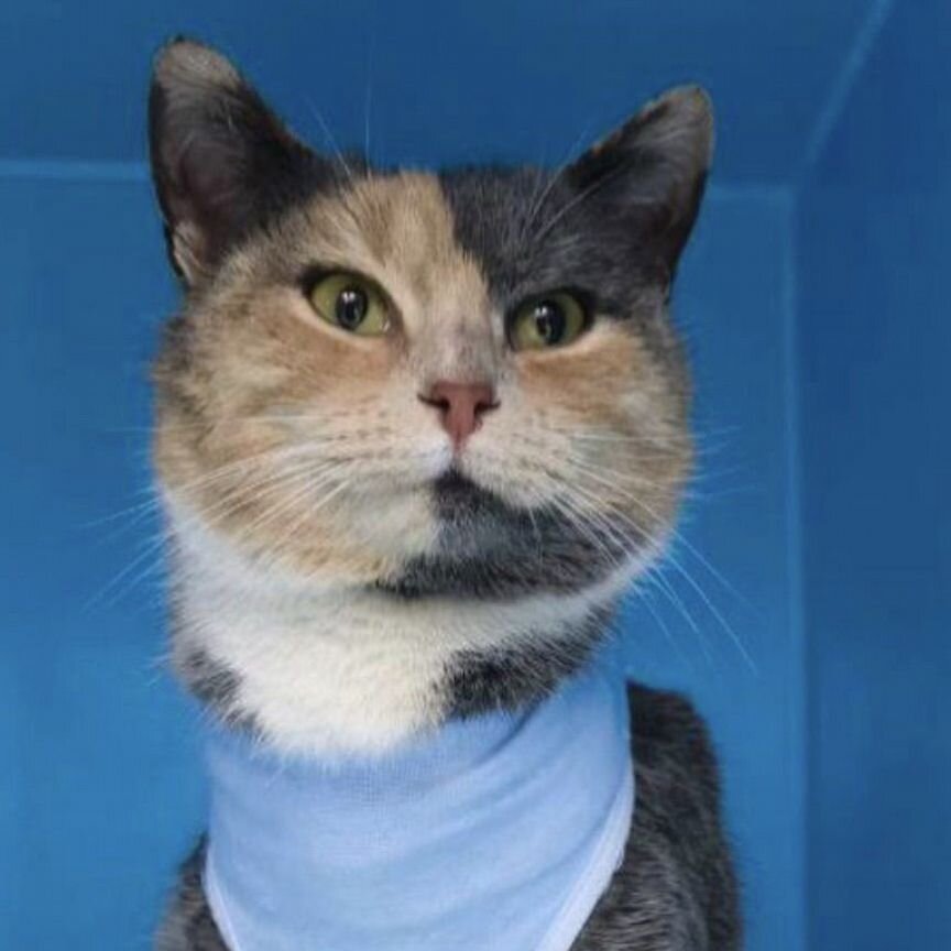 Взрослая, кошка в добрые руки