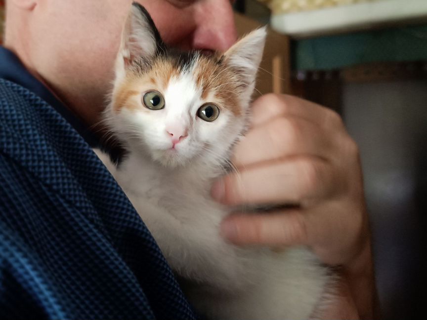Котёнок Люся (Люсинда)
