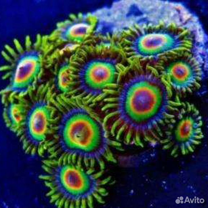 Морские кораллы, - Зоантусы, Бриареум, Чалис