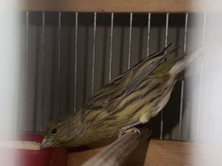 Кенара и канарейки овсяночный напев