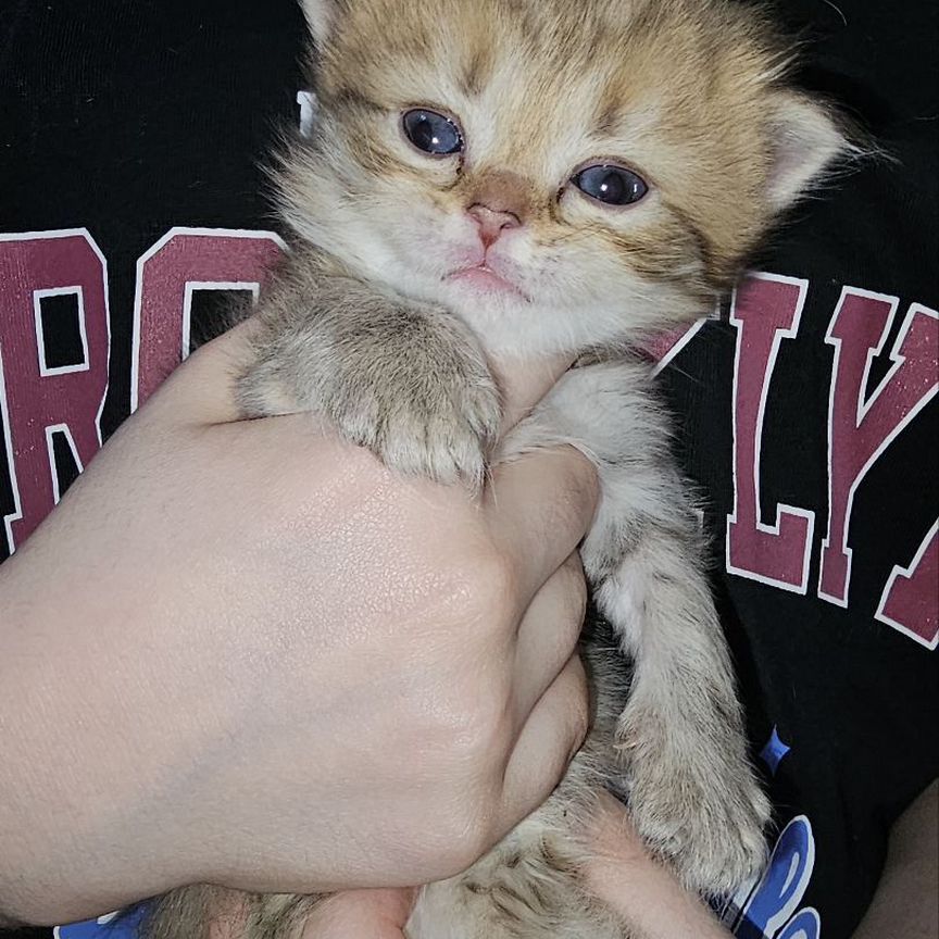 Кот шотландский золотой