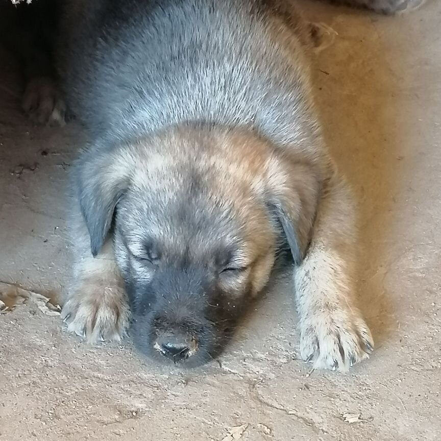 Щенок в добрые руки