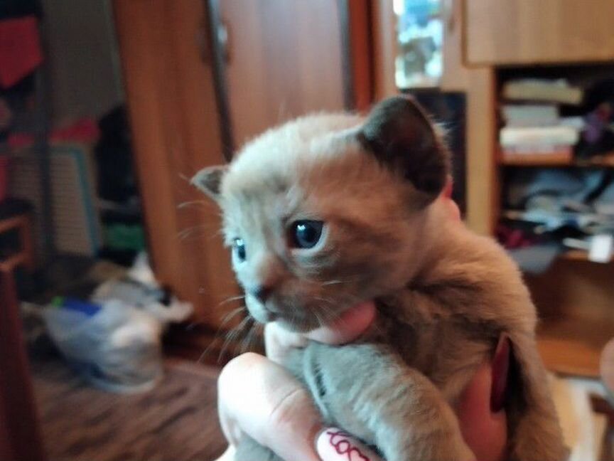 Бурманская кошка