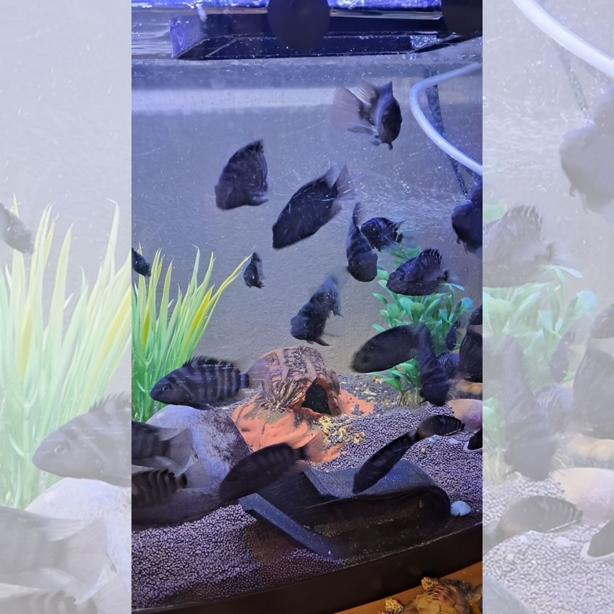 Аквариумные рыбы цихлиды